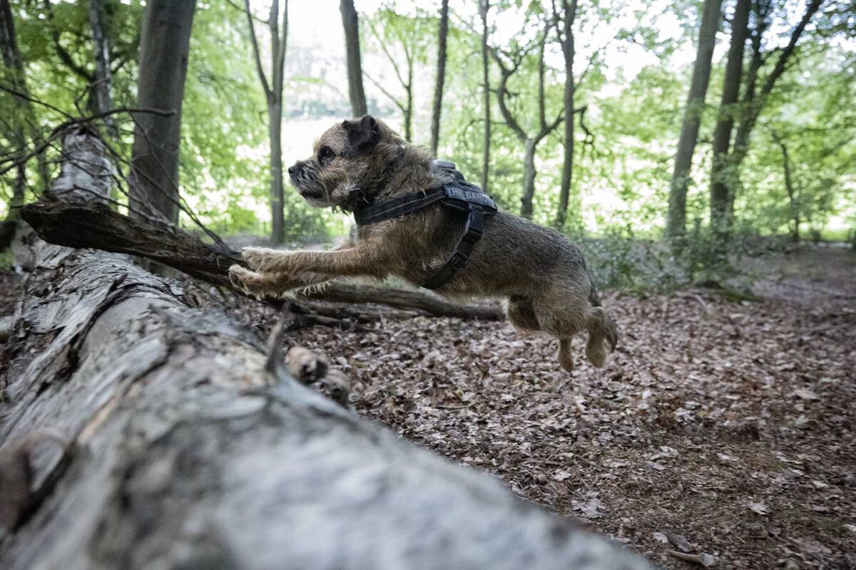 How to photograph moving subjects – Camera Jabber