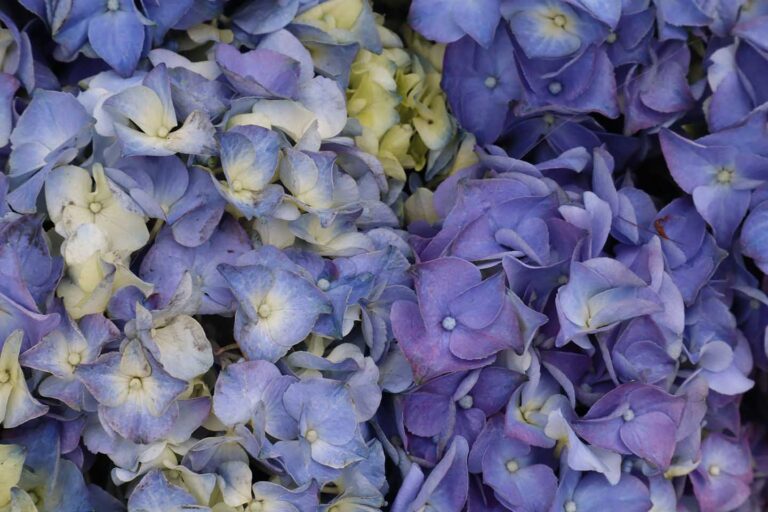 What is still life photography? Definition, examples and set-ups ...