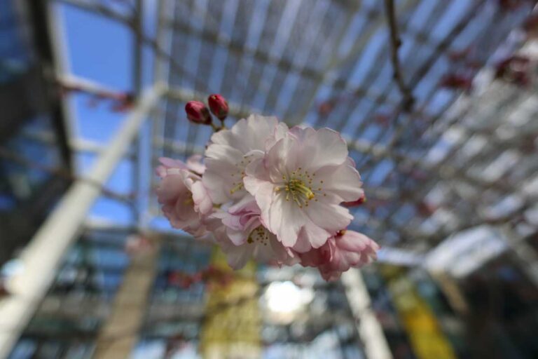 I Used Canon’s PowerShot V1 – It’s a Premium Compact Built for Creators ...